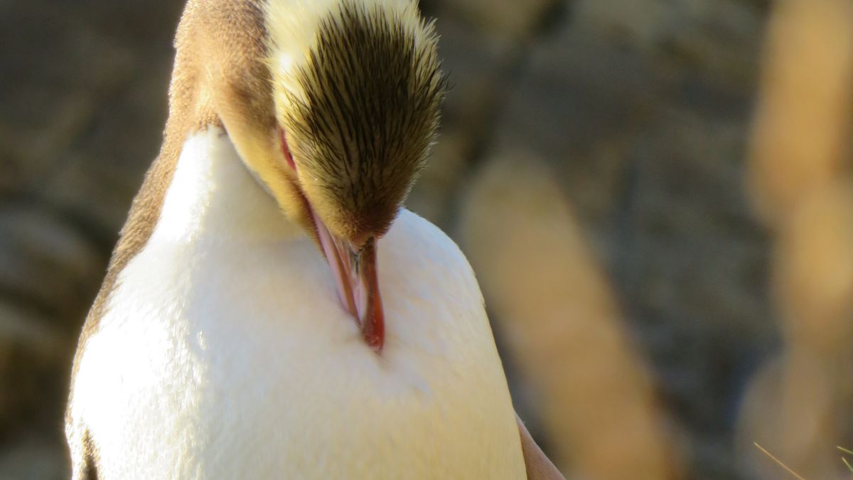 Yellow-eyed Penguin Trust - Dunedin, New Zealand