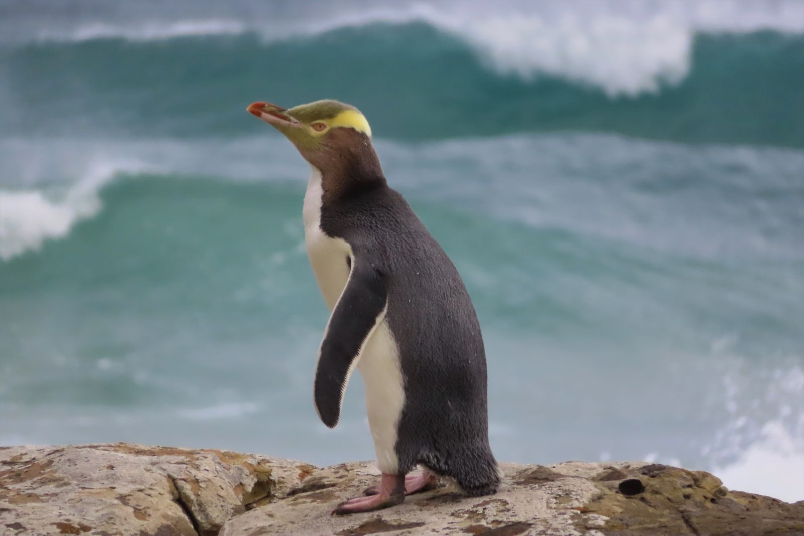 Yellow-eyed Penguin Trust - Dunedin, New Zealand