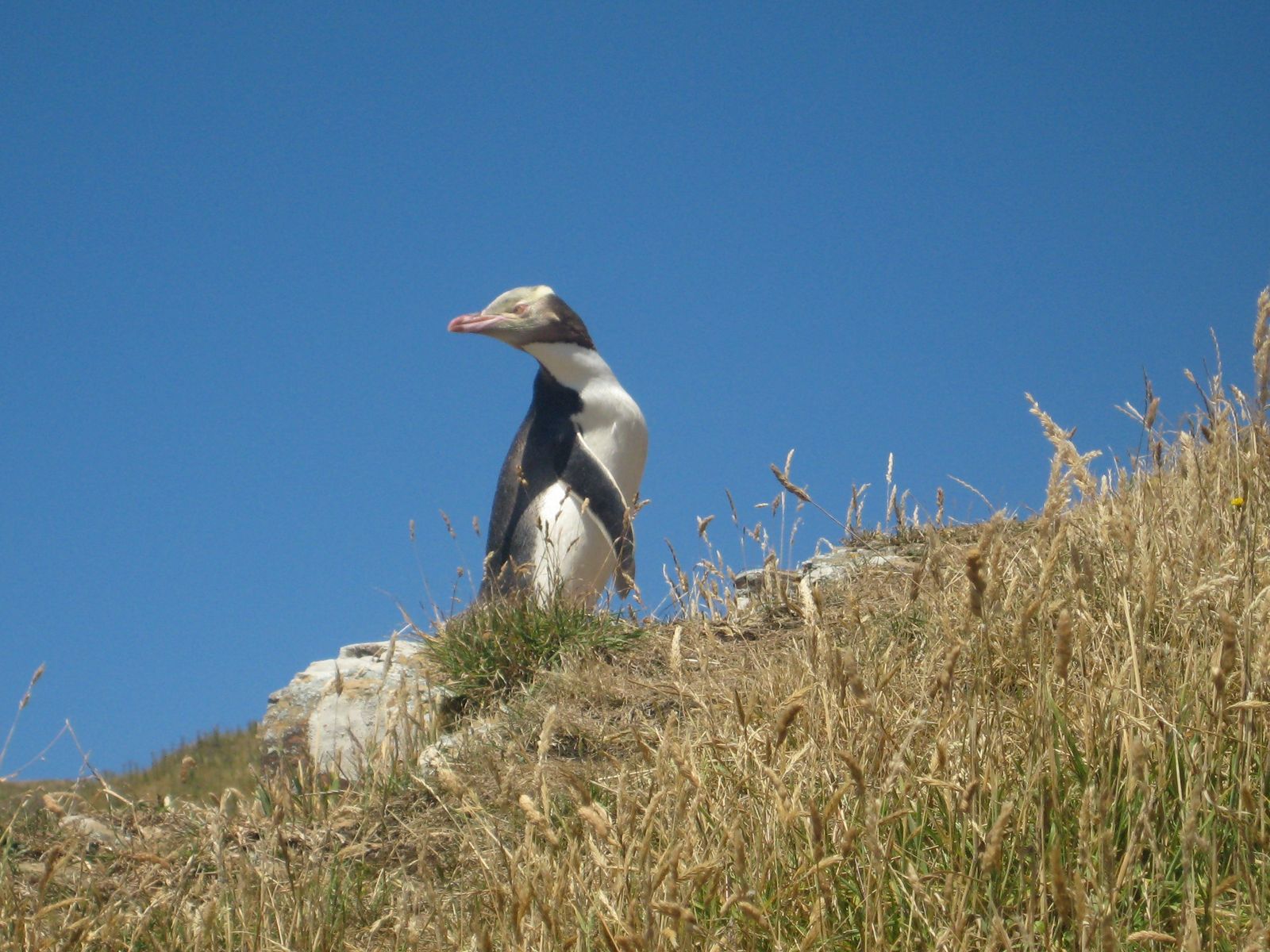 Yellow-eyed Penguin Trust - Dunedin, New Zealand | Hoiho Facts