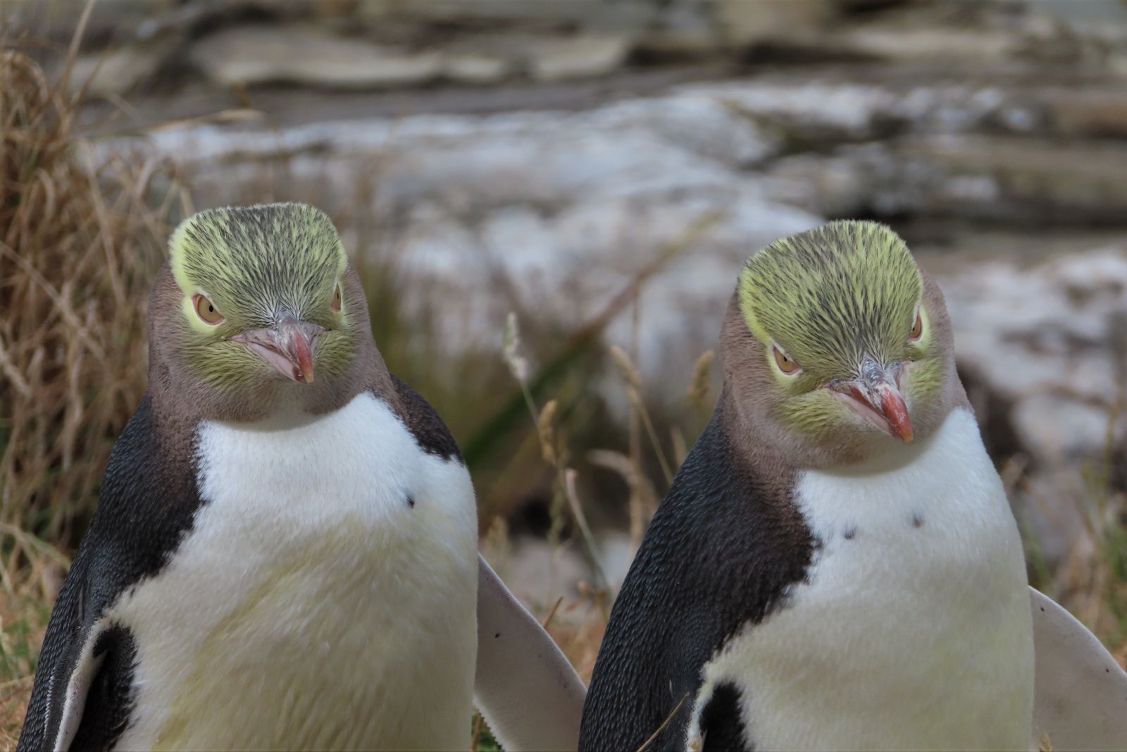 Yellow-eyed Penguin Trust - Dunedin, New Zealand | Hoiho Facts