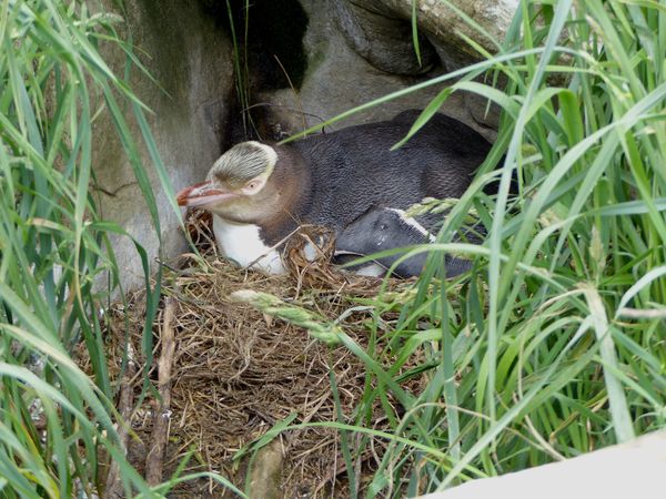 Yellow-eyed Penguin Trust - Dunedin, New Zealand | Endangered Hoiho