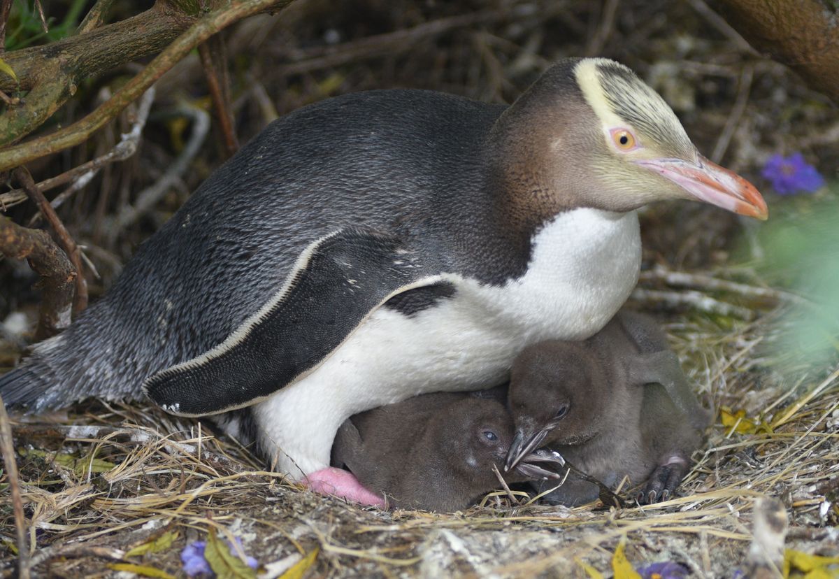 Yellow-eyed Penguin Trust - Dunedin, New Zealand | Endangered Hoiho