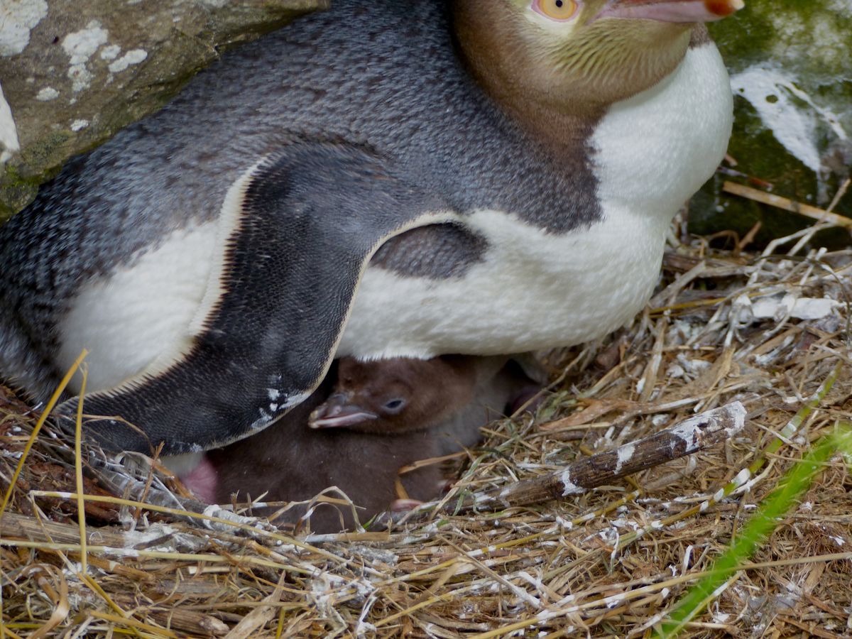 Yellow-eyed Penguin Trust - Dunedin, New Zealand | Endangered Hoiho