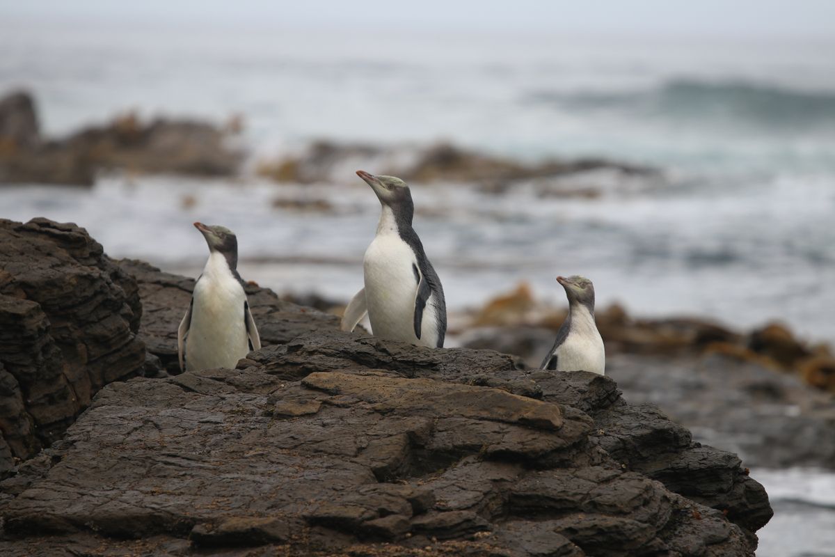 Yellow-eyed Penguin Trust - Dunedin, New Zealand | Submission Guide ...